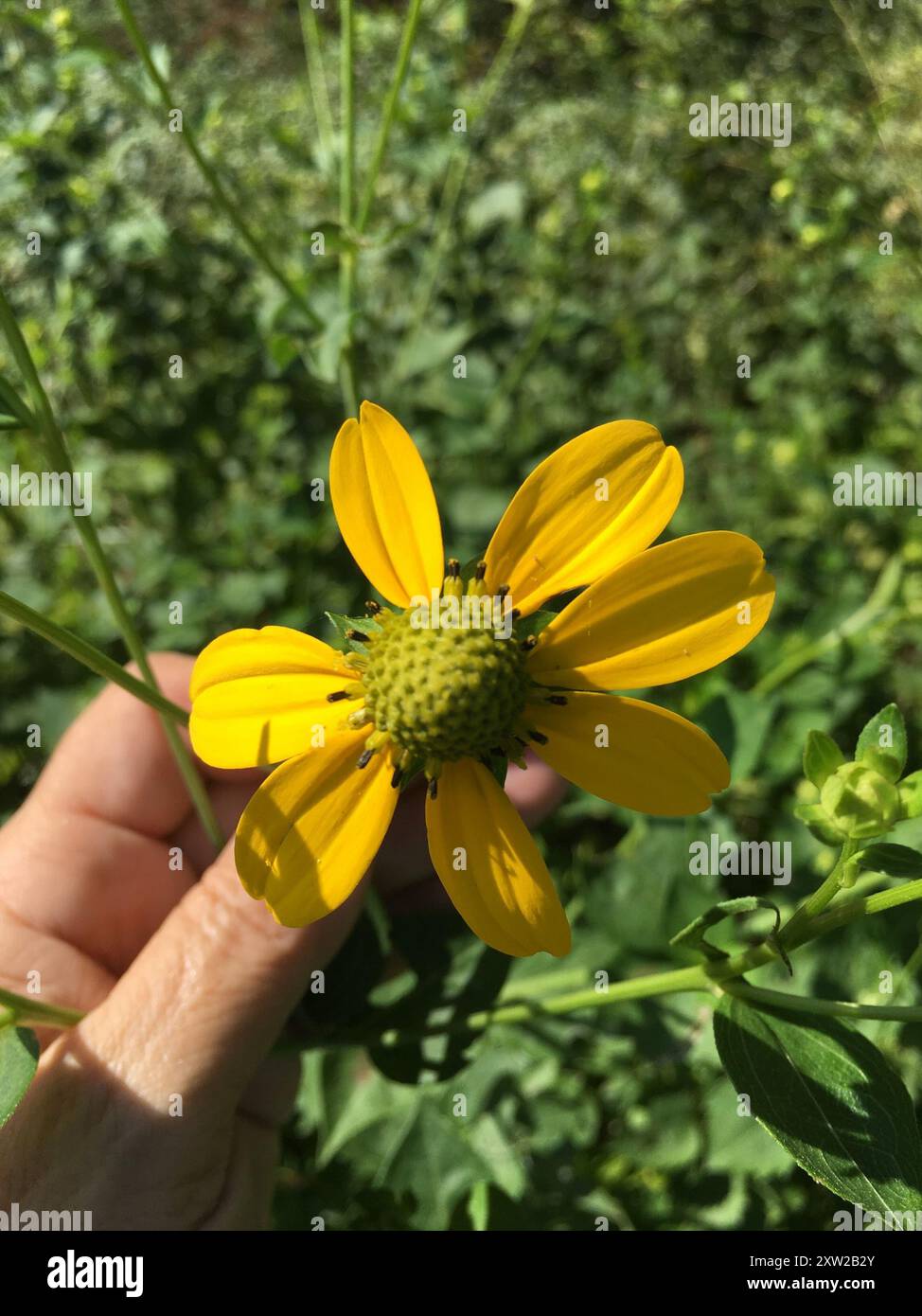 cutleaf coneflower (Rudbeckia laciniata) Plantae Stock Photo - Alamy