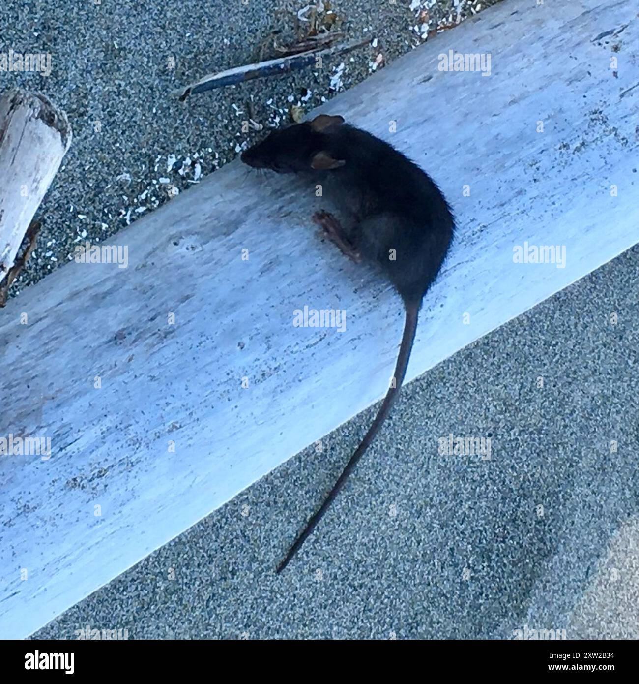 Black Rat (Rattus rattus) Mammalia Stock Photo - Alamy