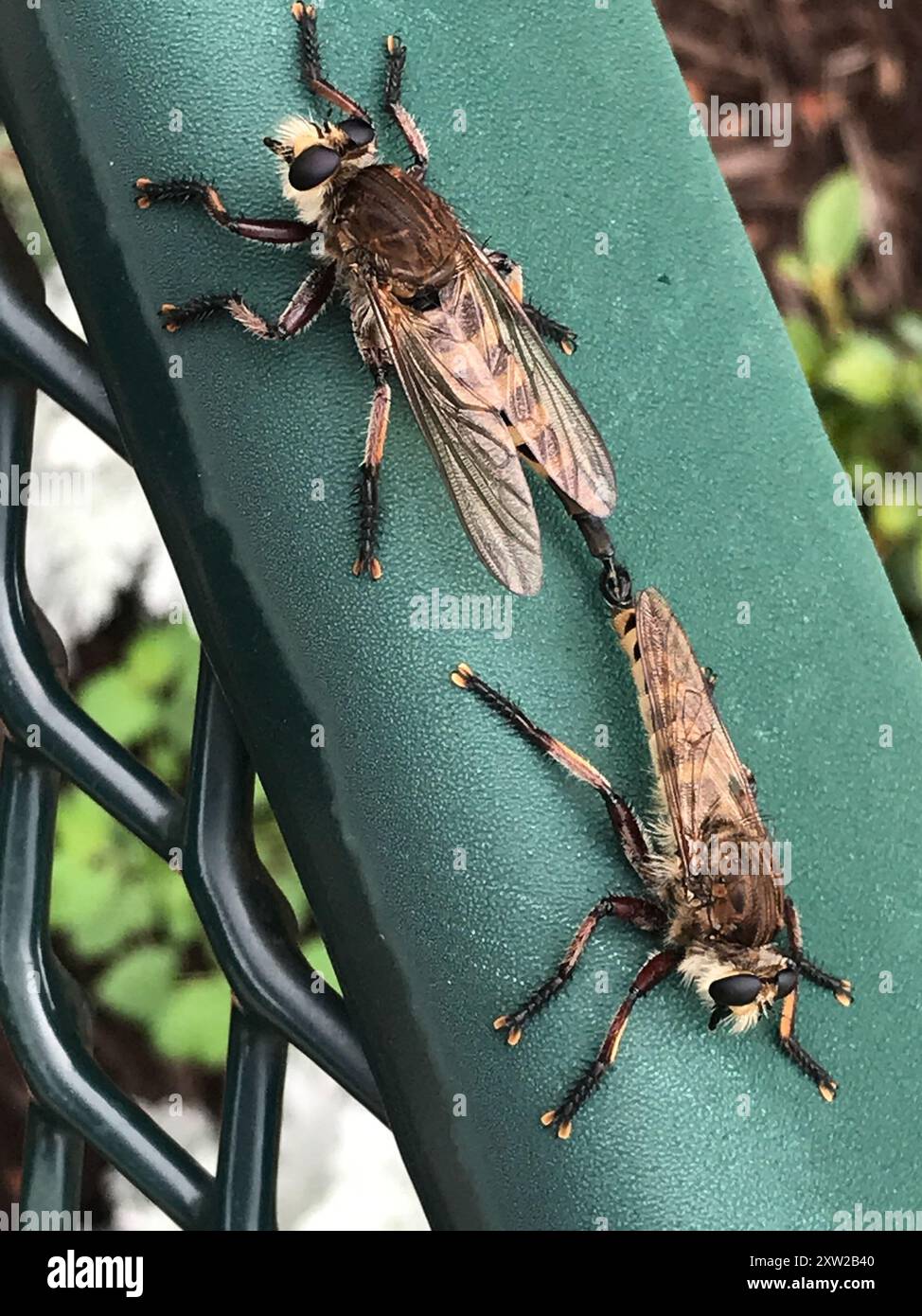 Maroon-legged Lion Fly (Promachus hinei) Insecta Stock Photo - Alamy