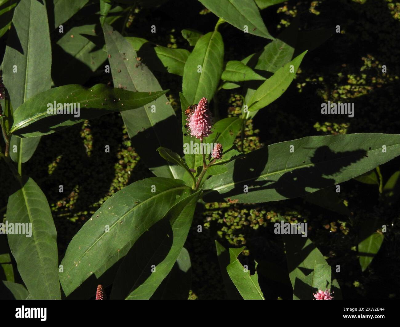 water smartweed (Persicaria amphibia) Plantae Stock Photo - Alamy