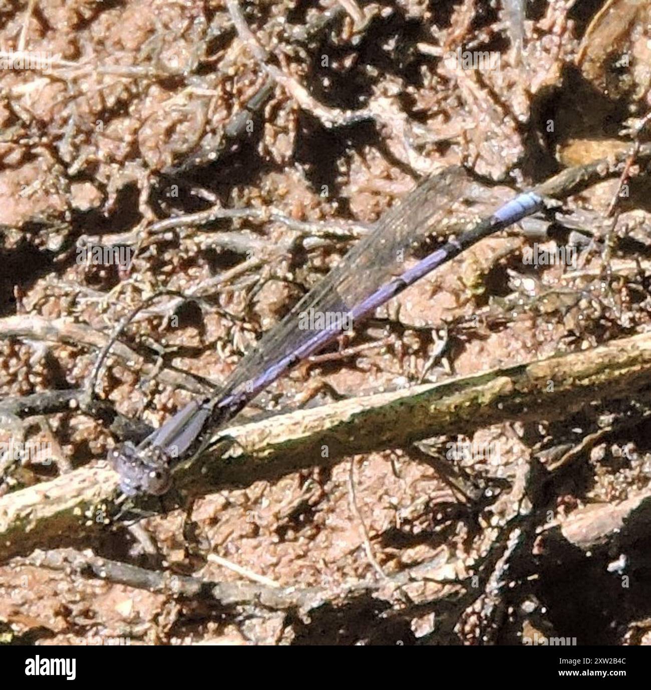 Variable Dancer (Argia fumipennis) Insecta Stock Photo - Alamy