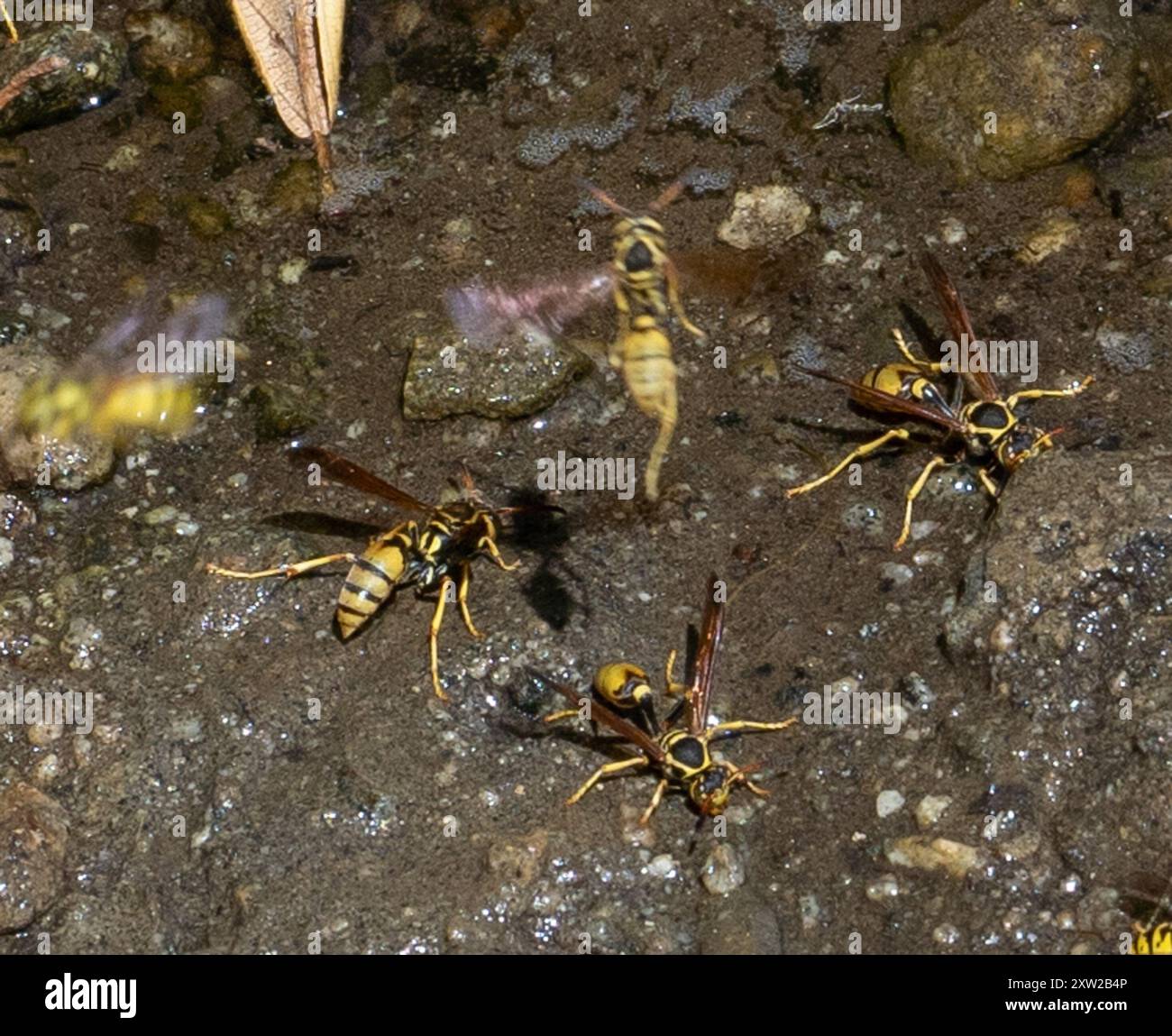Western Paper Wasp (Mischocyttarus flavitarsis) Insecta Stock Photo - Alamy