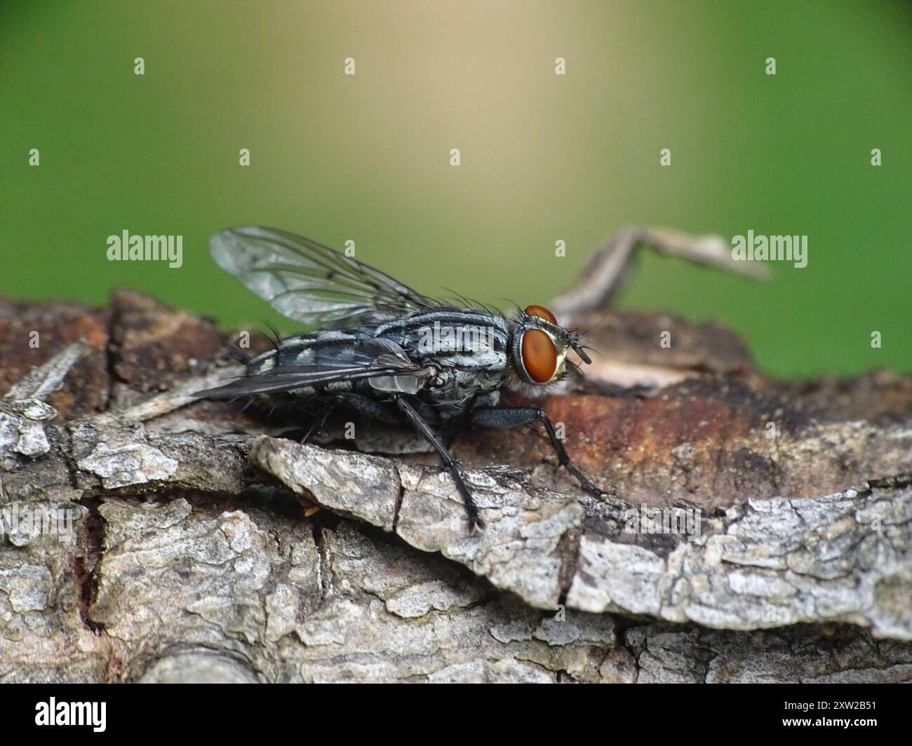 Common Flesh Flies (Sarcophaga) Insecta Stock Photo - Alamy
