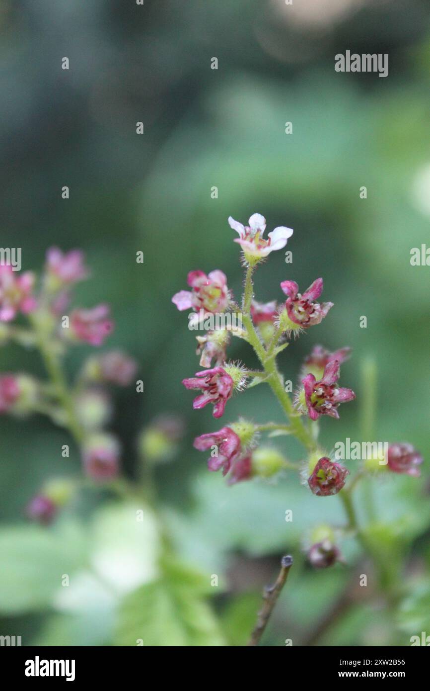 skunk currant (Ribes glandulosum) Plantae Stock Photo - Alamy