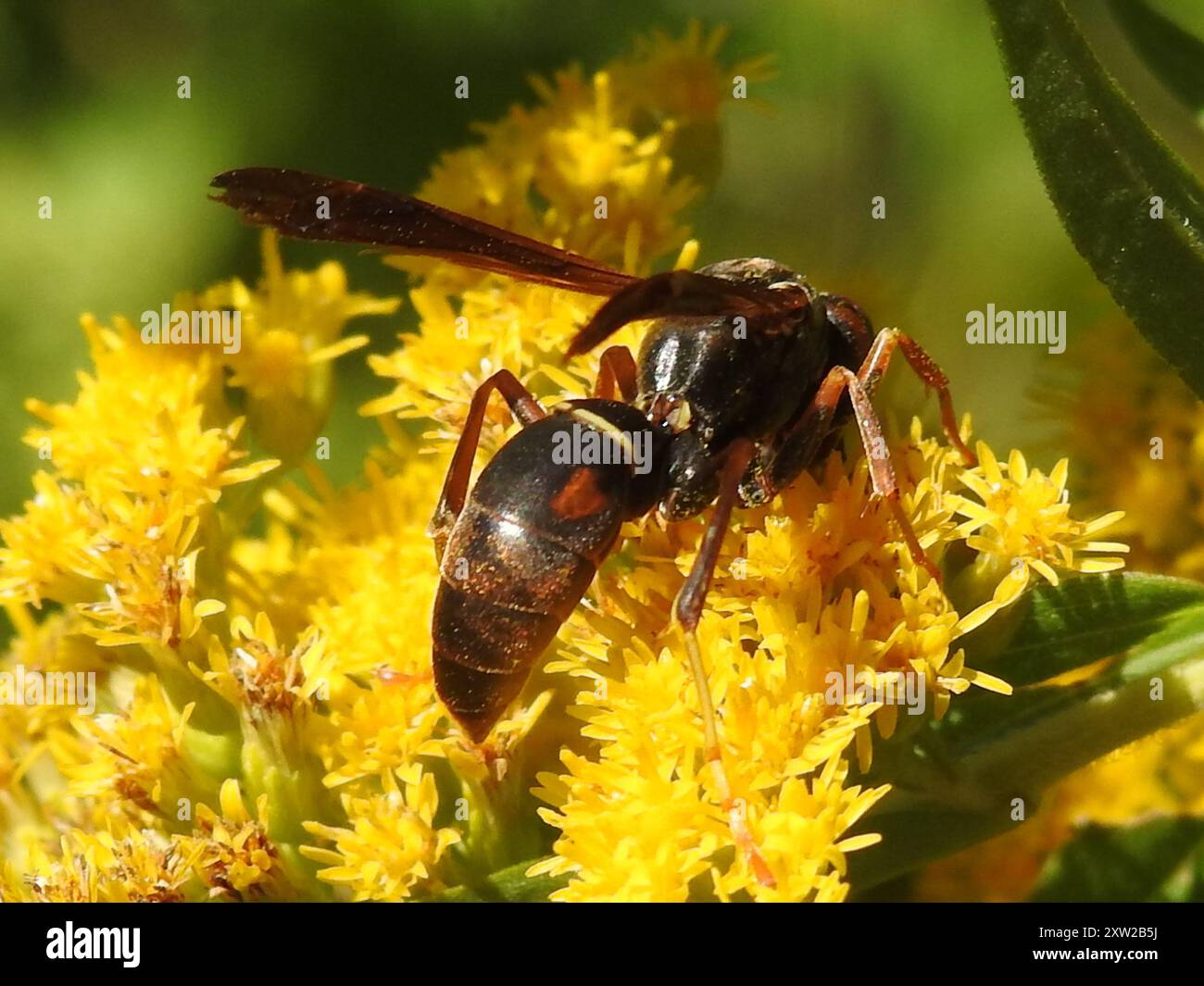 Northern Paper Wasp (Polistes fuscatus) Insecta Stock Photo - Alamy