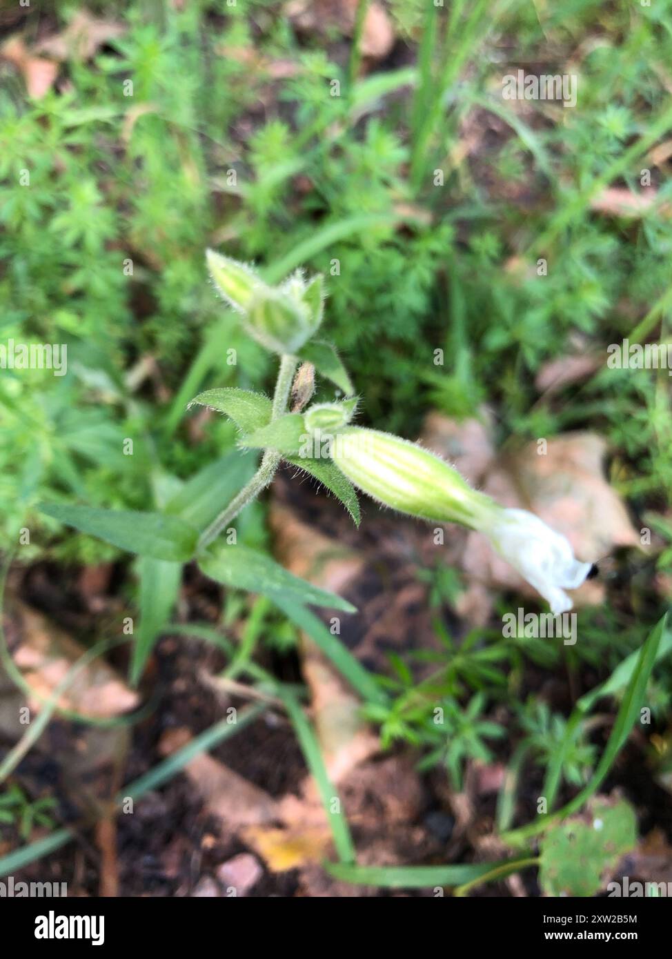 evening lychnis (Silene latifolia alba) Plantae Stock Photo - Alamy