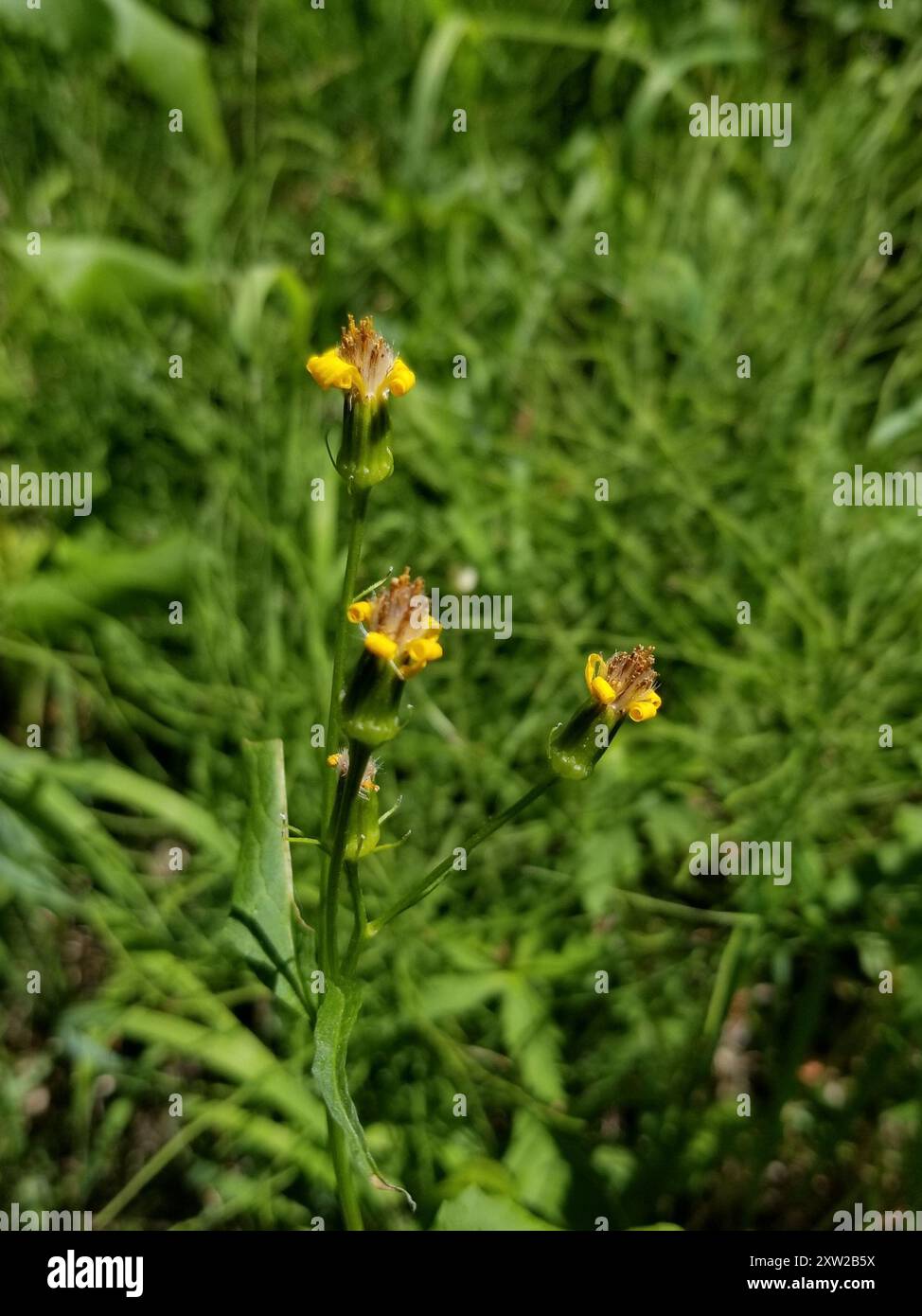 Arrowleaf Senecio (Senecio triangularis) Plantae Stock Photo - Alamy
