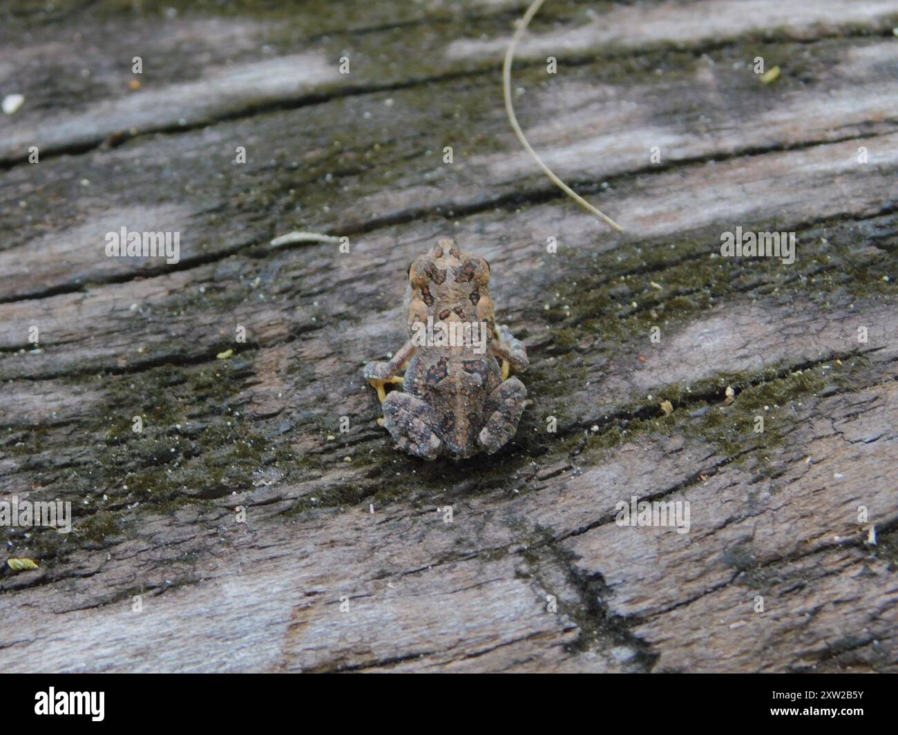 Southern Toad (Anaxyrus terrestris) Amphibia Stock Photo - Alamy