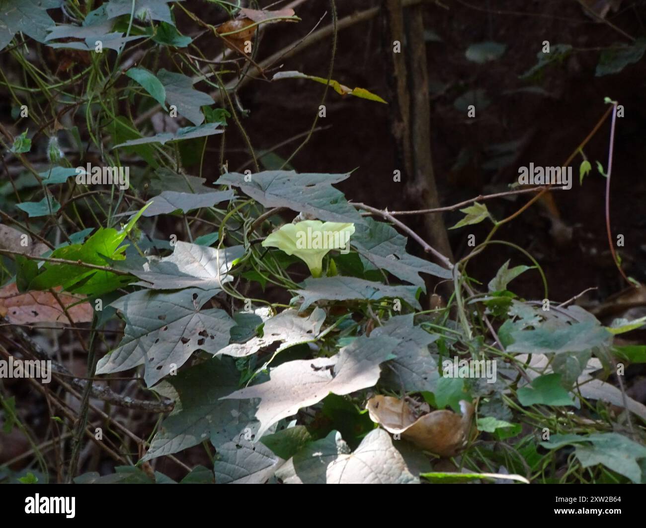 (Distimake vitifolius) Plantae Stock Photo - Alamy