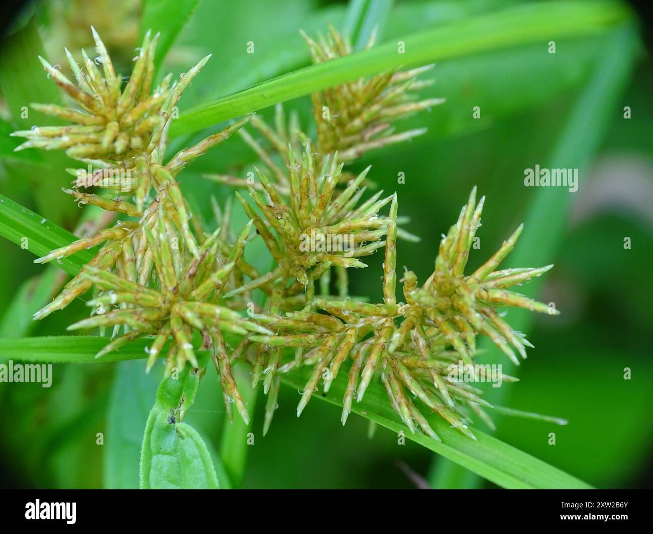 Fragrant flatsedge (Cyperus odoratus) Plantae Stock Photo - Alamy