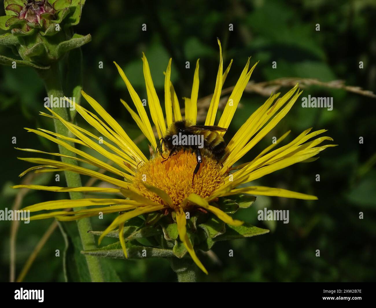 Northern Amber Bumble Bee (Bombus borealis) Insecta Stock Photo - Alamy