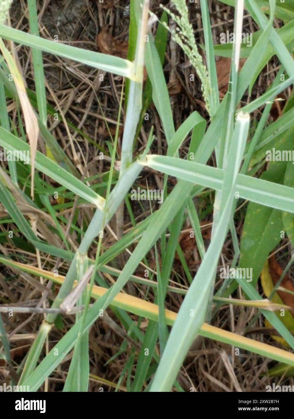 grasses (Poaceae) Plantae Stock Photo - Alamy