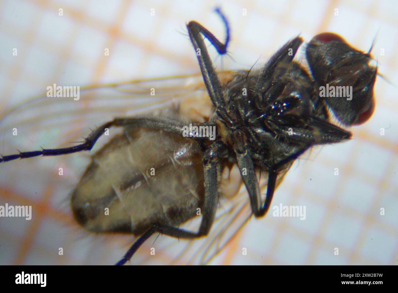 Common House Fly (Musca domestica) Insecta Stock Photo - Alamy