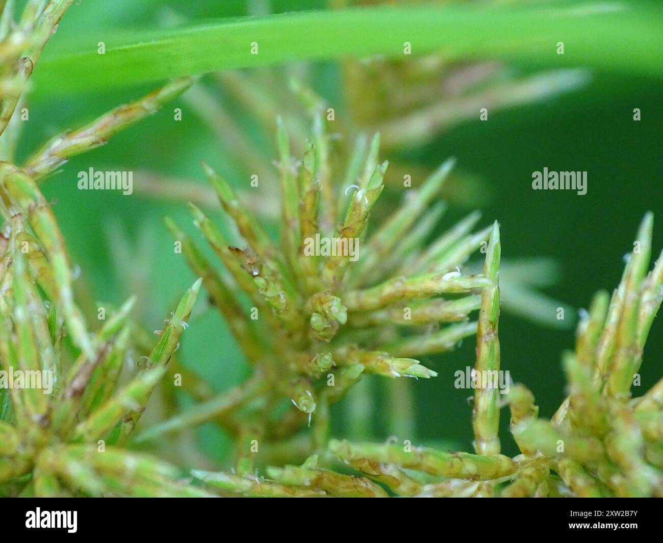 Fragrant flatsedge (Cyperus odoratus) Plantae Stock Photo - Alamy