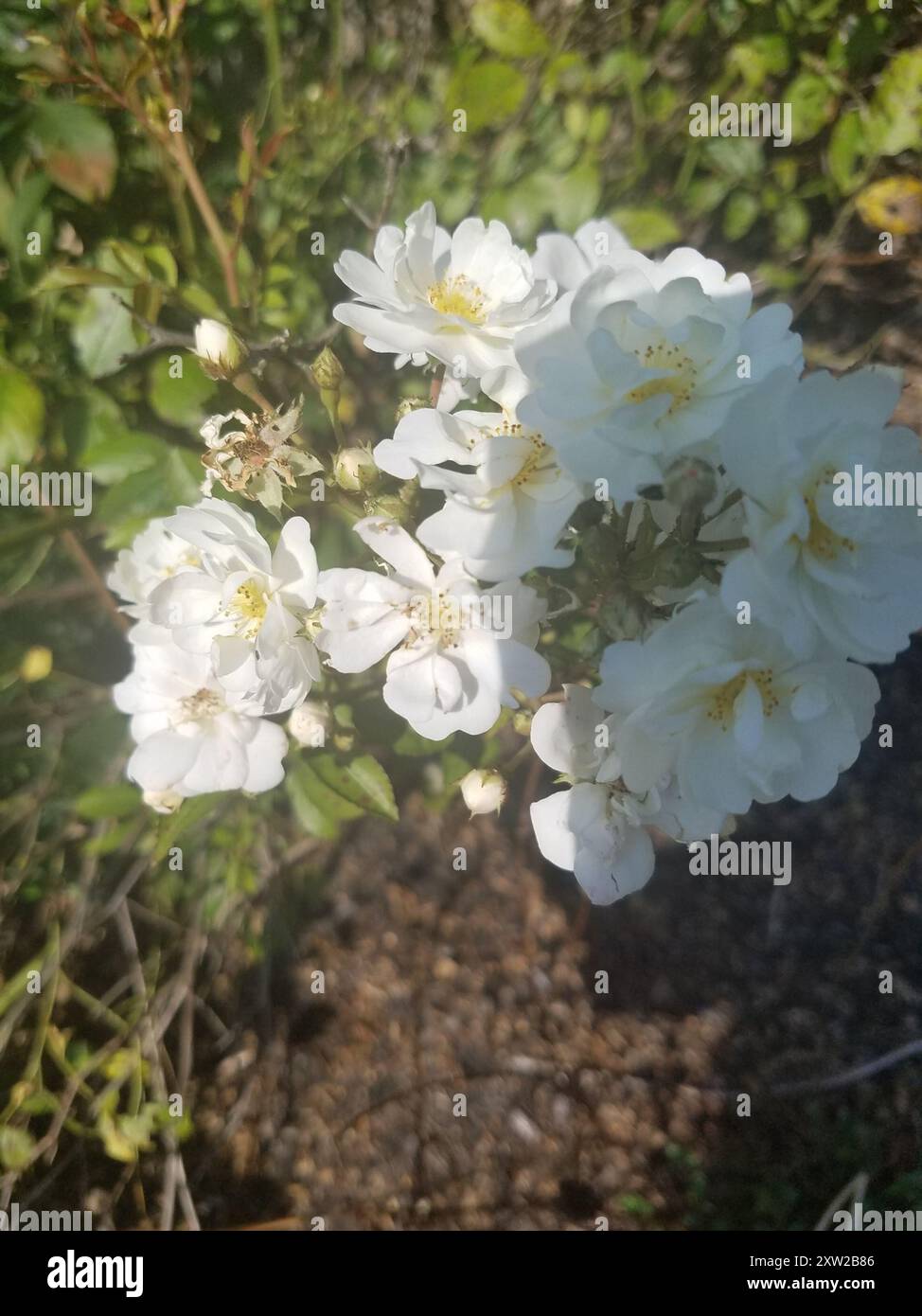 multiflora rose (Rosa multiflora) Plantae Stock Photo - Alamy