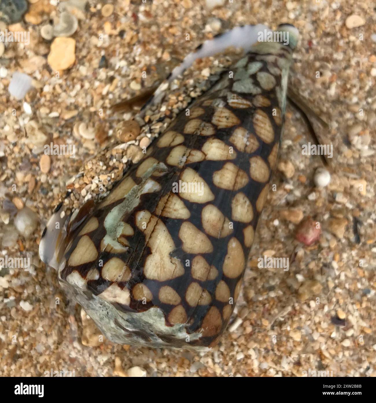 Marble Cone (Conus marmoreus) Mollusca Stock Photo - Alamy