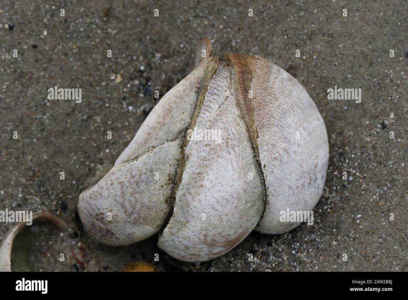 Common Atlantic Slippersnail (Crepidula fornicata) Mollusca Stock Photo ...