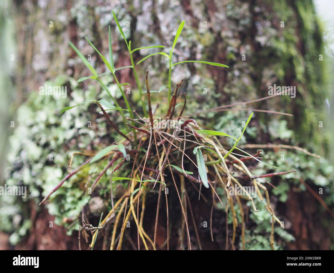 Japanese Stone Orchid (Dendrobium moniliforme) Plantae Stock Photo - Alamy
