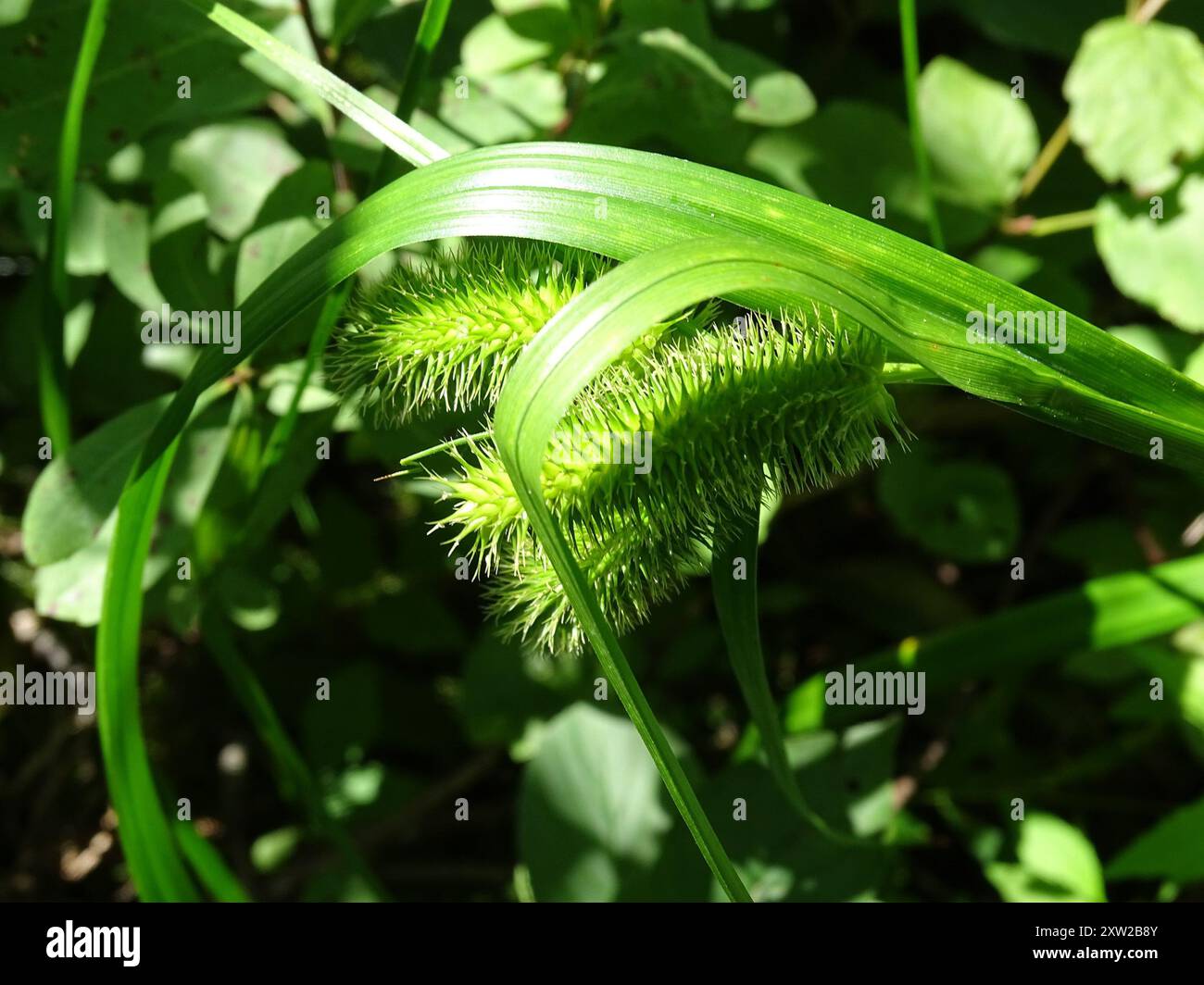 bristly sedge (Carex comosa) Plantae Stock Photo - Alamy