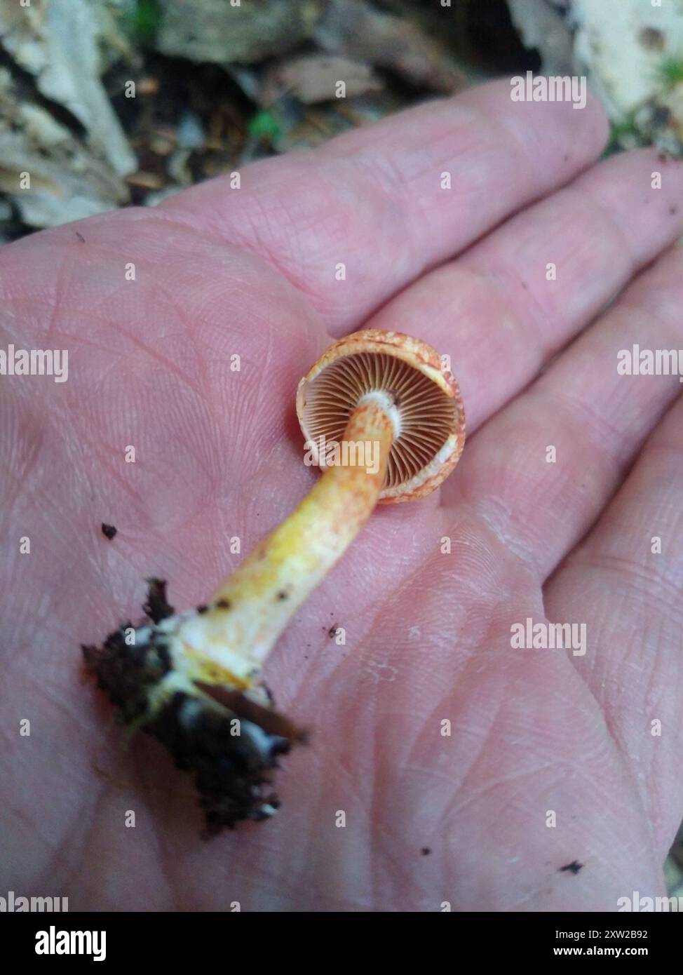 dappled webcap (Cortinarius bolaris) Fungi Stock Photo - Alamy