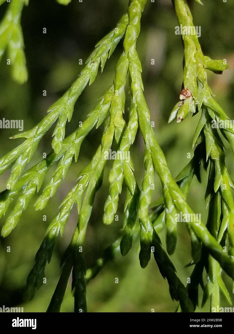 Rocky Mountain Juniper (Juniperus scopulorum) Plantae Stock Photo - Alamy