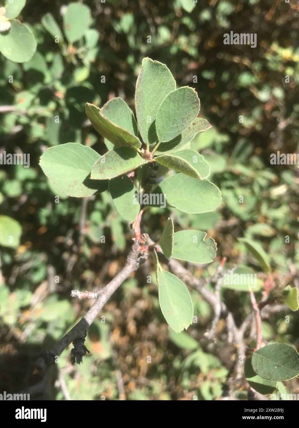 Utah Serviceberry (Amelanchier utahensis) Plantae Stock Photo - Alamy