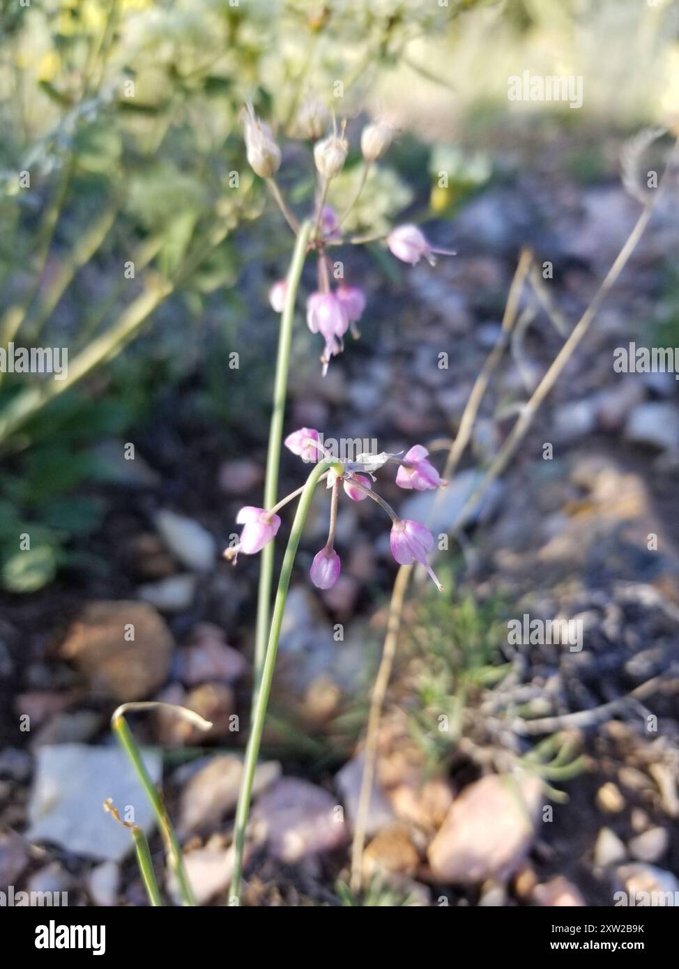 nodding onion (Allium cernuum) Plantae Stock Photo - Alamy