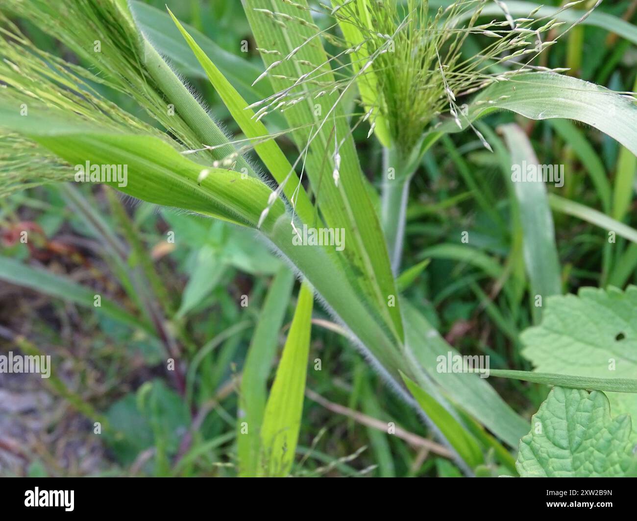 witch grass (Panicum capillare) Plantae Stock Photo - Alamy