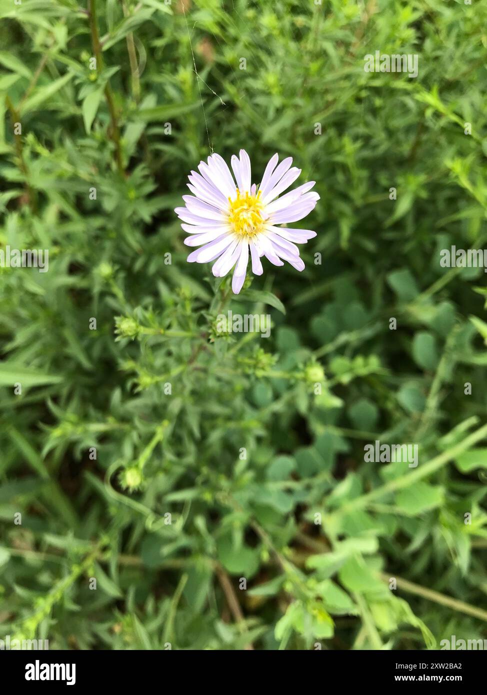 Pacific Aster (Symphyotrichum chilense) Plantae Stock Photo - Alamy