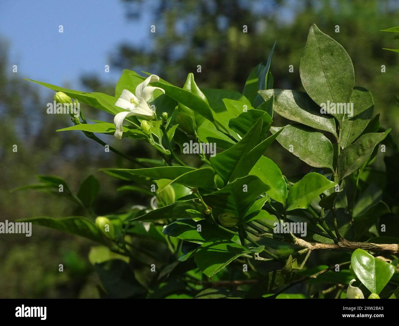 Orange Jasmine (Murraya paniculata) Plantae Stock Photo - Alamy