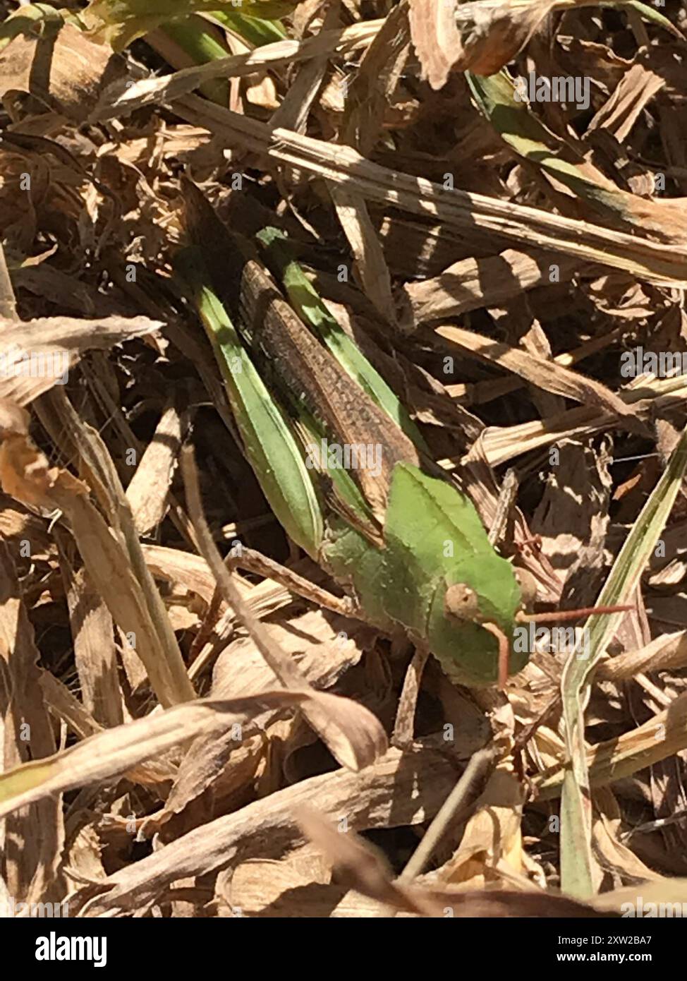 Green-striped Grasshopper (Chortophaga viridifasciata) Insecta Stock ...