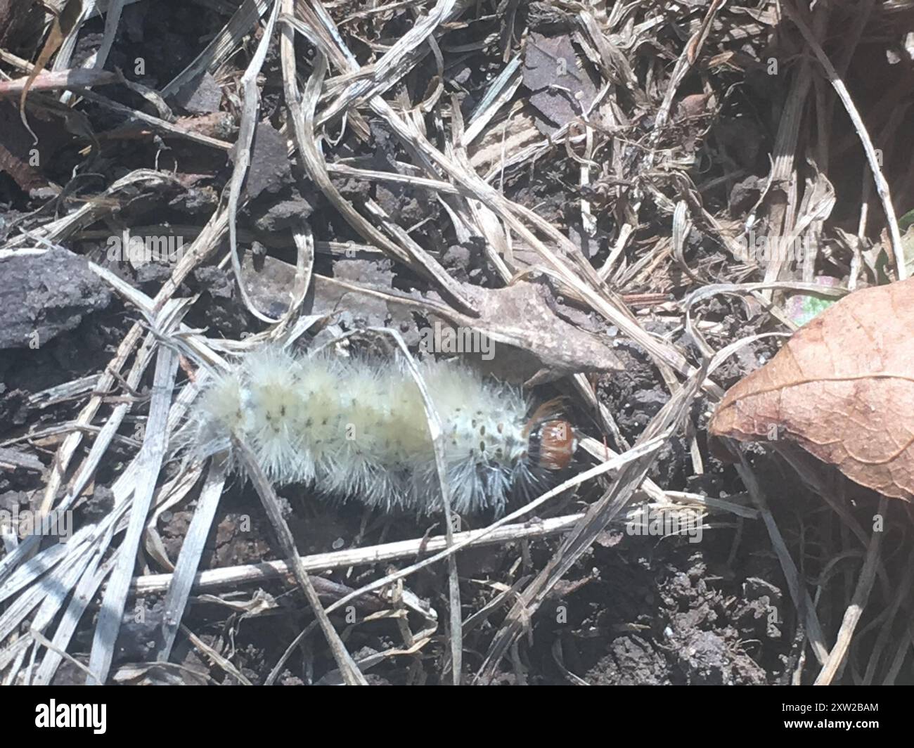 Sycamore Tussock Moth (Halysidota harrisii) Insecta Stock Photo - Alamy