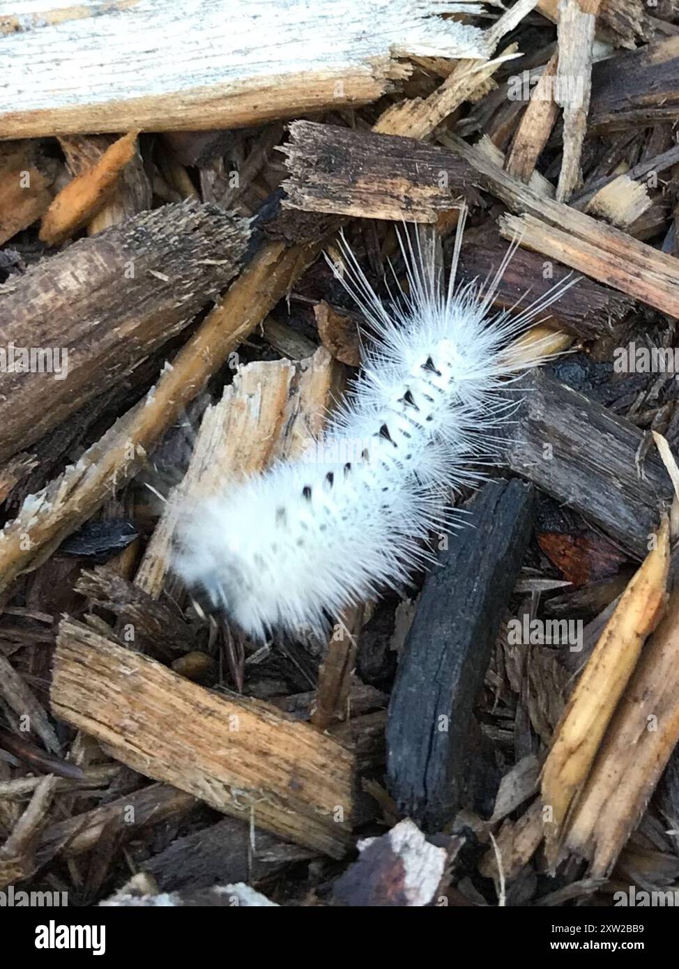 Hickory Tussock Moth (Lophocampa caryae) Insecta Stock Photo - Alamy