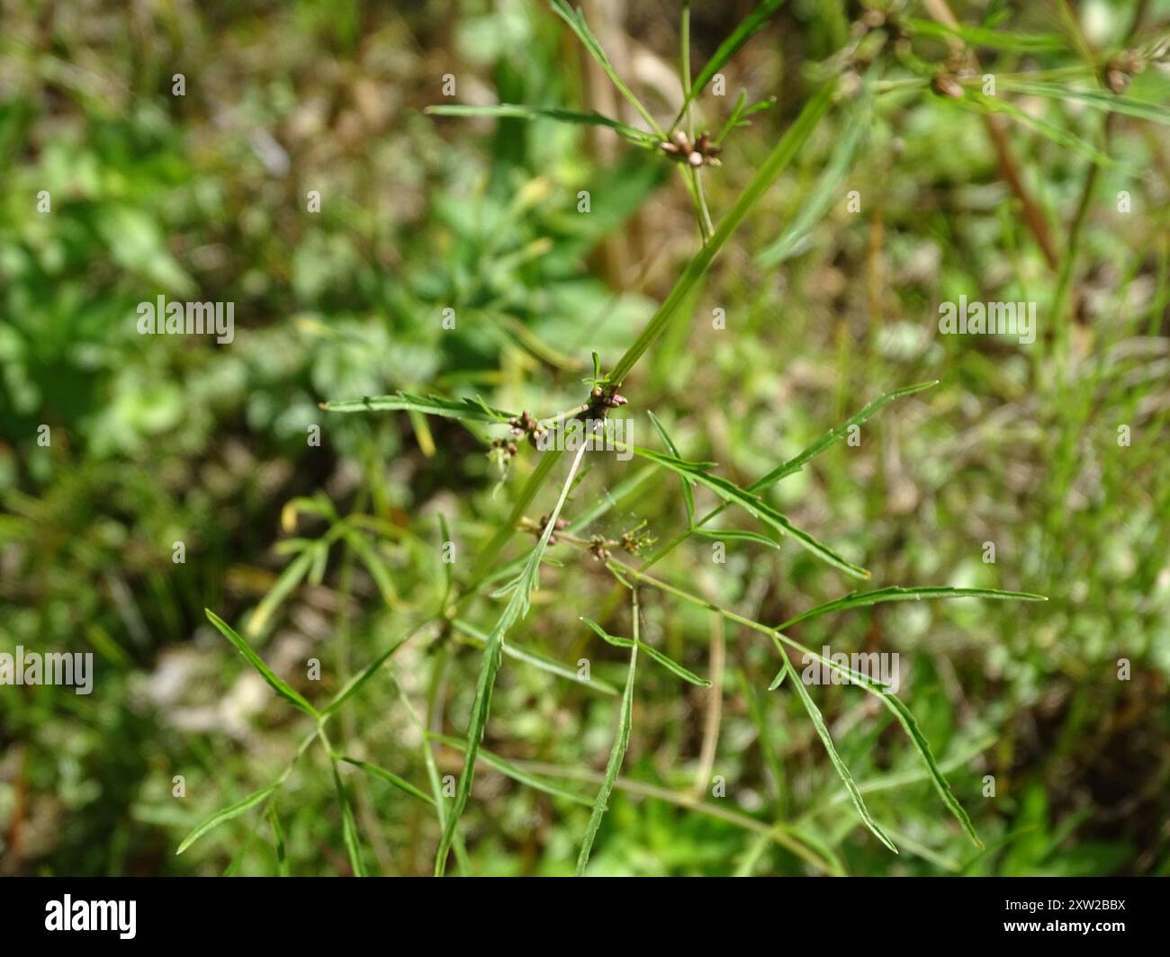 bulblet-bearing water hemlock (Cicuta bulbifera) Plantae Stock Photo ...