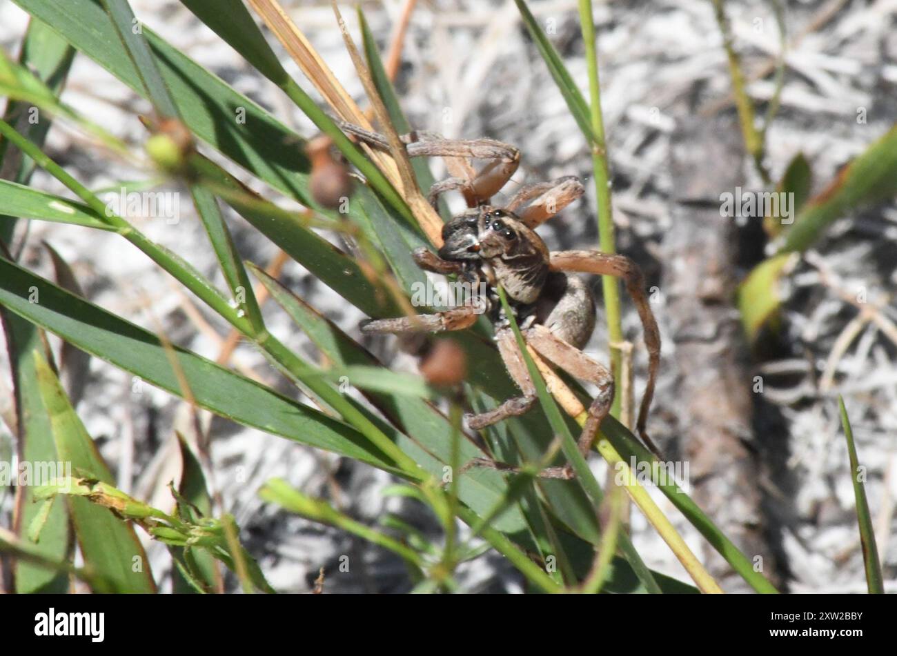 Field Wolf Spider (Hogna lenta) Arachnida Stock Photo - Alamy