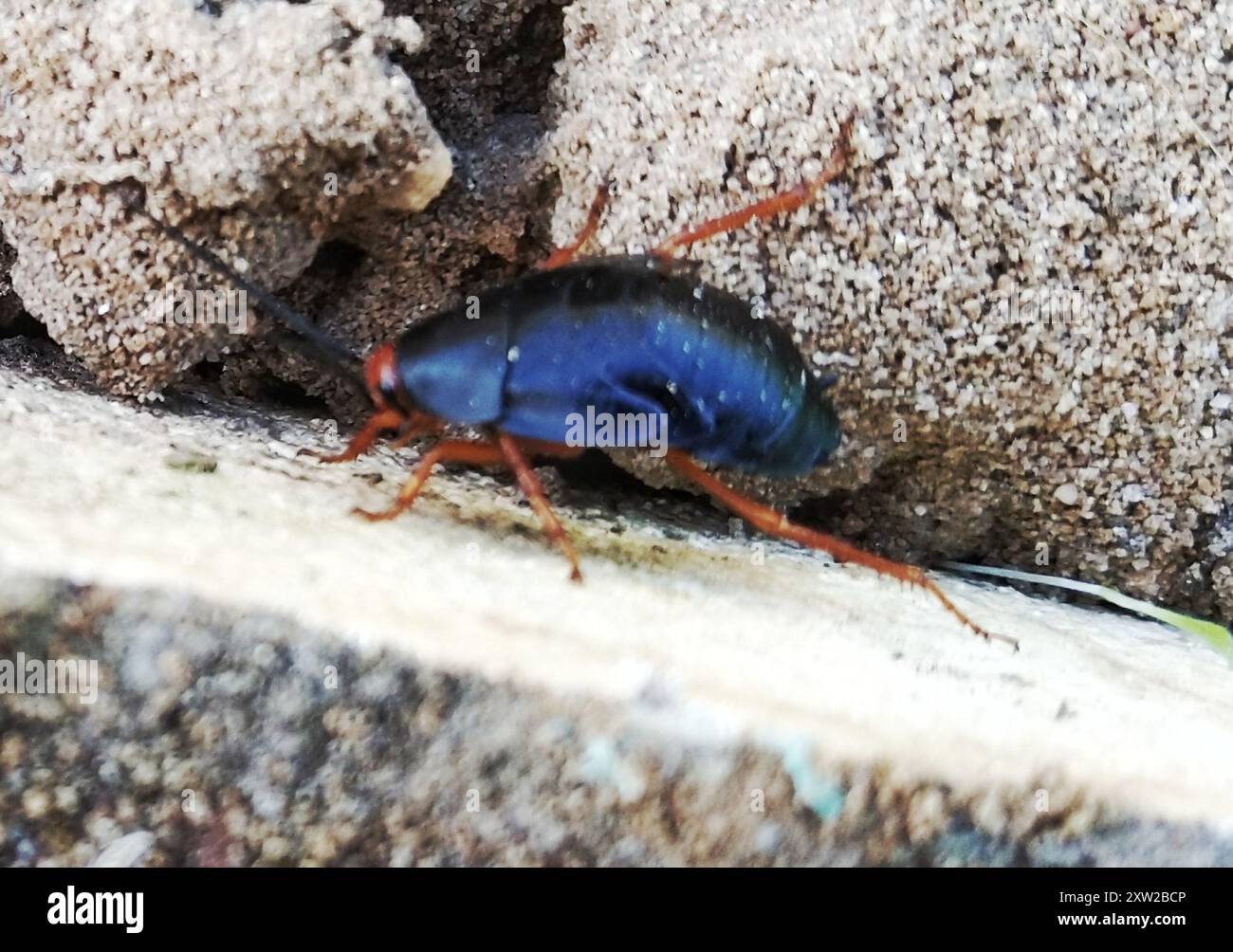 Red-headed Cockroach (Deropeltis erythrocephala) Insecta Stock Photo ...