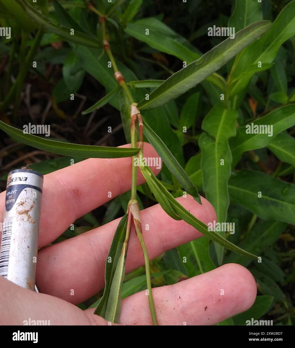 swamp smartweed (Persicaria hydropiperoides) Plantae Stock Photo - Alamy