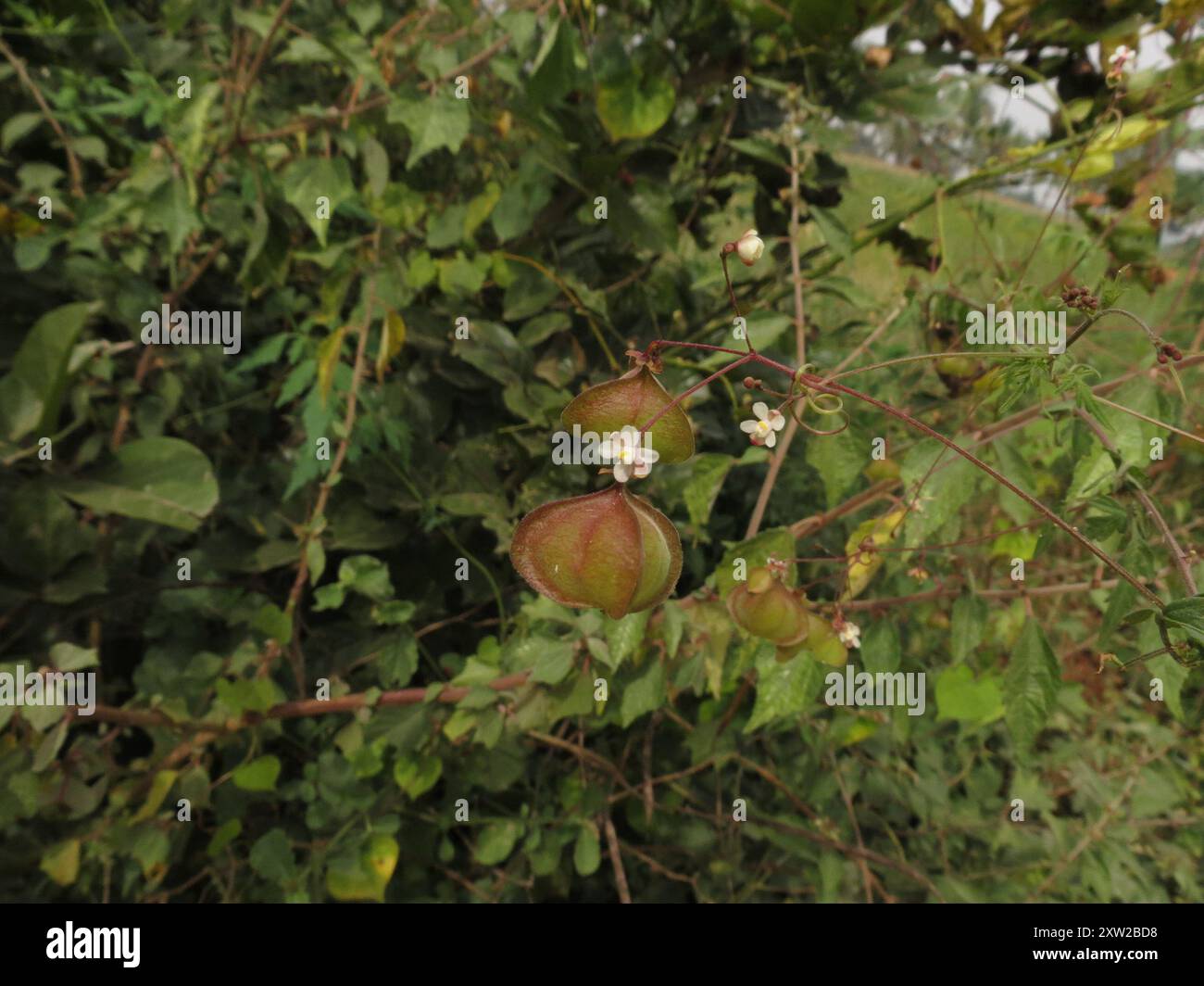 Lesser Balloon Vine (Cardiospermum halicacabum) Plantae Stock Photo - Alamy