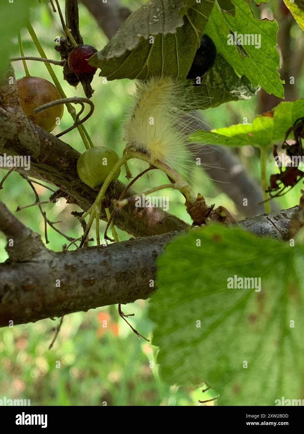 Tiger Moths (Arctiini) Insecta Stock Photo - Alamy