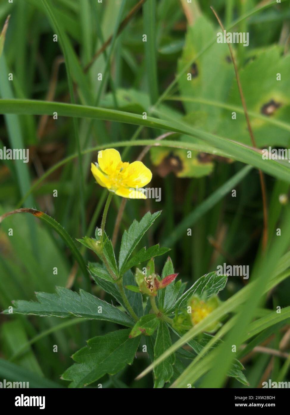 Tormentil (Potentilla erecta) Plantae Stock Photo - Alamy