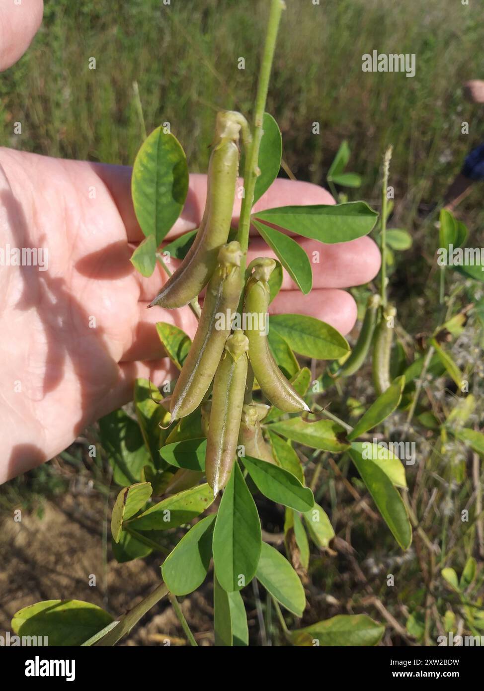Showy Rattlebox (Crotalaria spectabilis) Plantae Stock Photo - Alamy