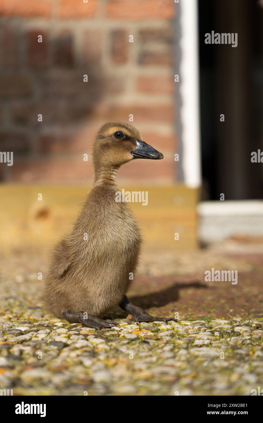 Cute Khaki Campbell Duckling Sitting Upright in the Sun Stock Photo - Alamy