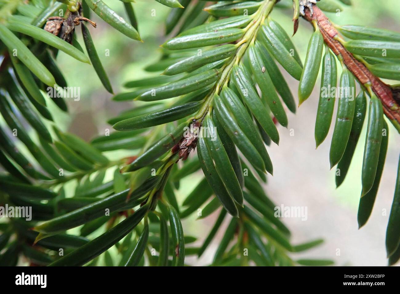 Pacific yew (Taxus brevifolia) Plantae Stock Photo - Alamy