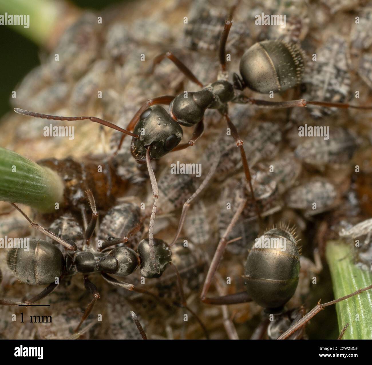 Wood, Mound, and Field Ants (Formica) Insecta Stock Photo - Alamy