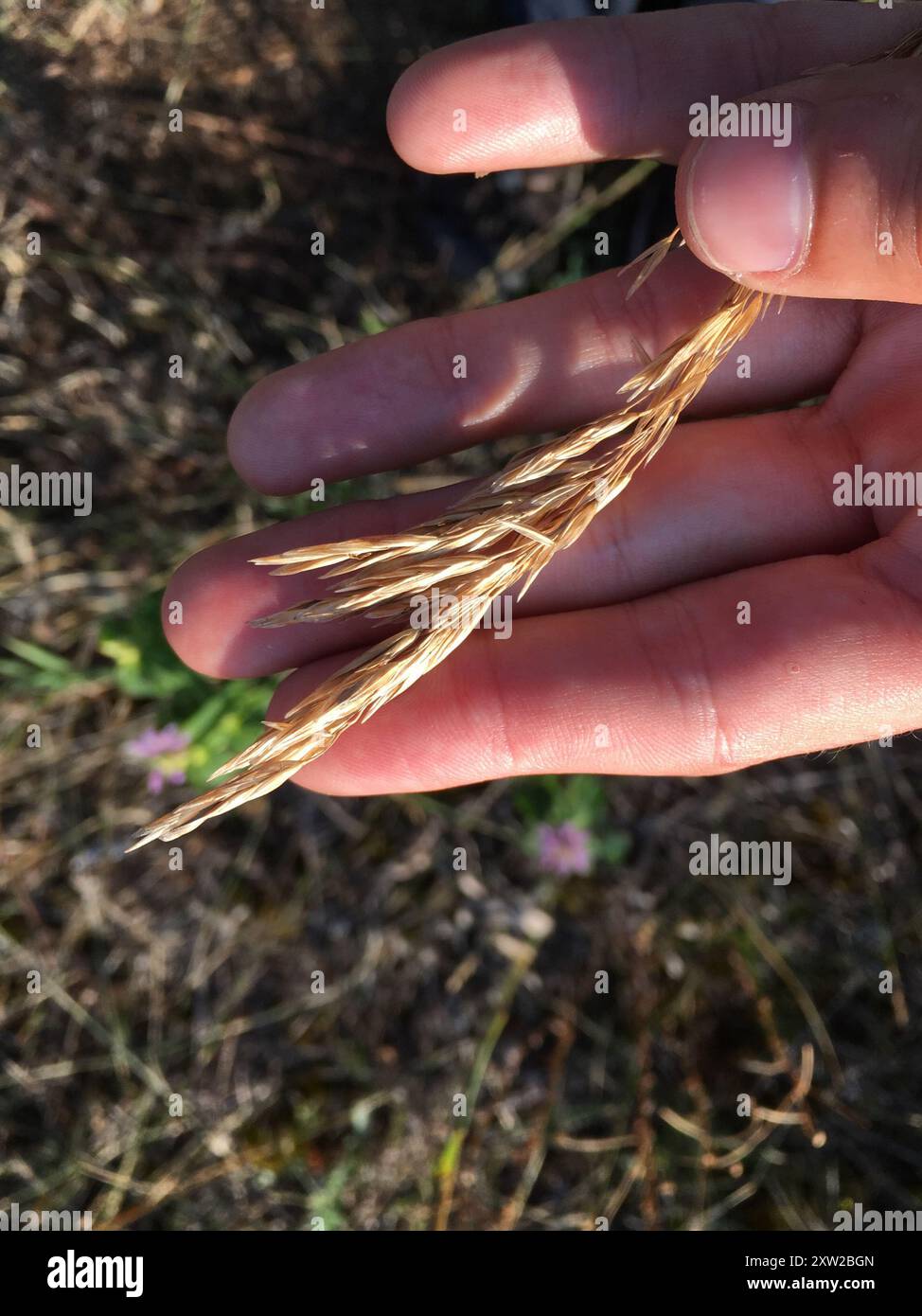 Smooth Brome (Bromus inermis) Plantae Stock Photo - Alamy