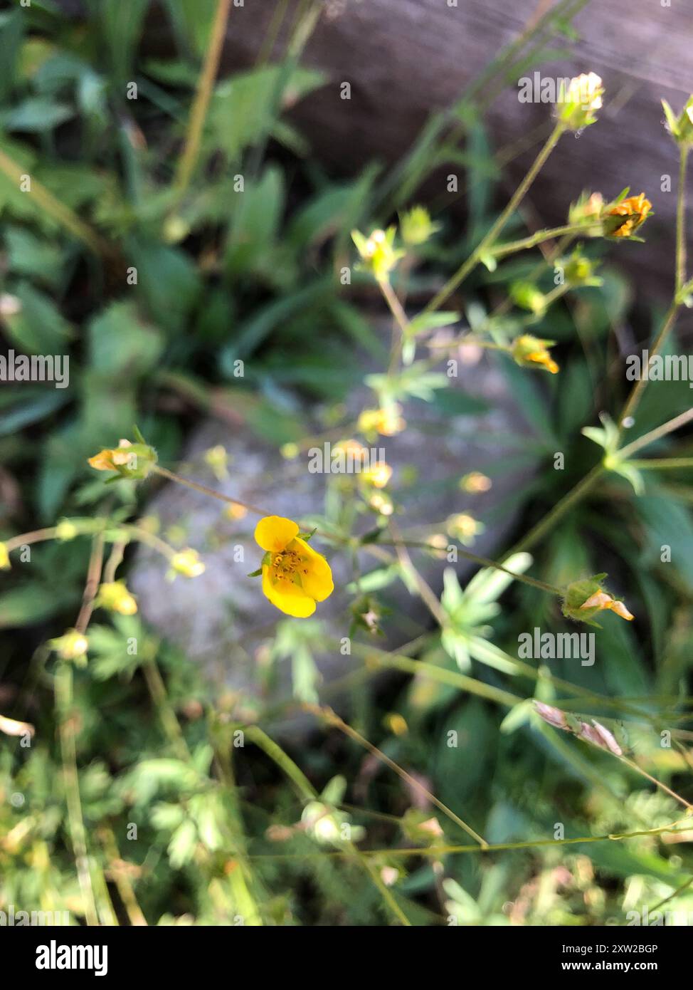 slender cinquefoil (Potentilla gracilis) Plantae Stock Photo - Alamy