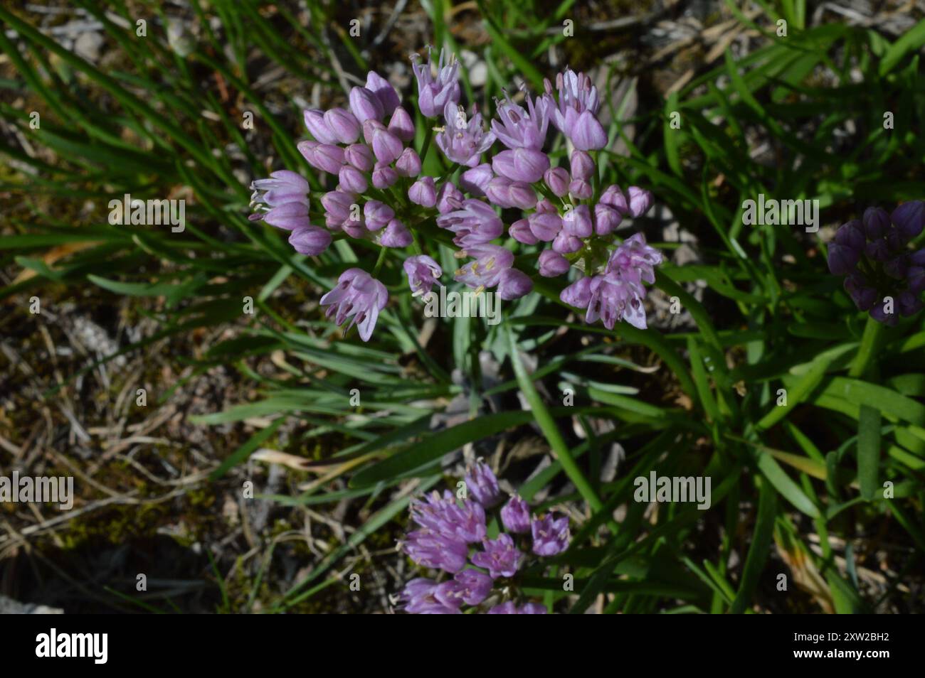 German Garlic (Allium lusitanicum) Plantae Stock Photo - Alamy