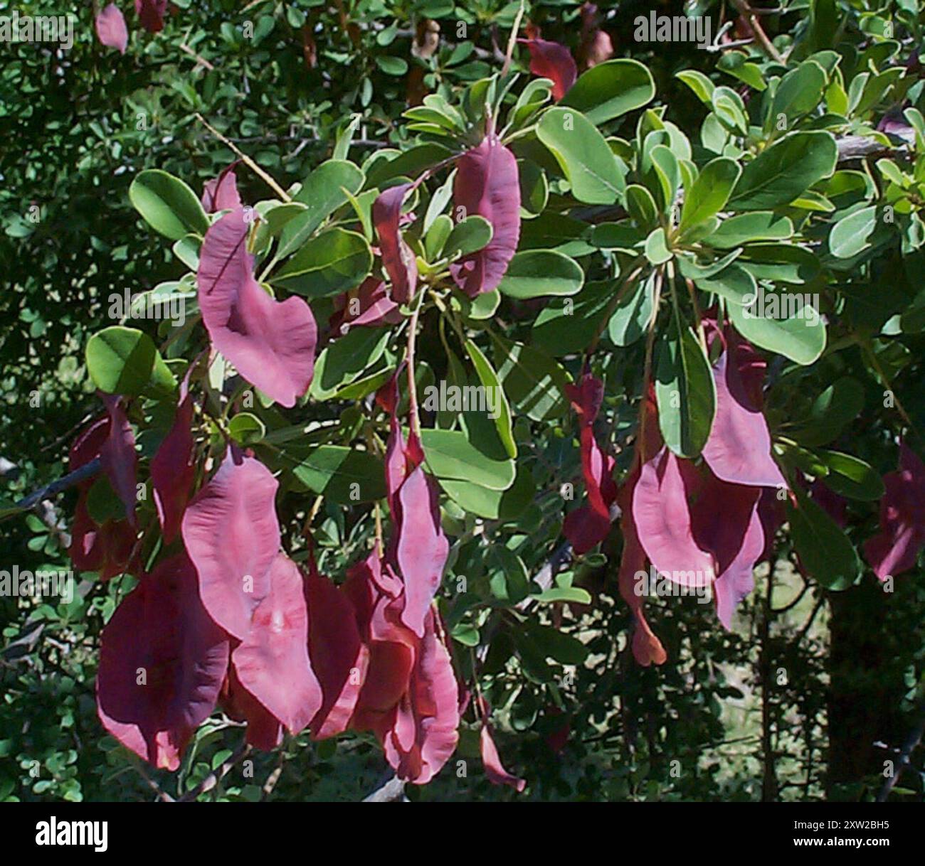 Purplepod clusterleaf (Terminalia prunioides) Plantae Stock Photo - Alamy