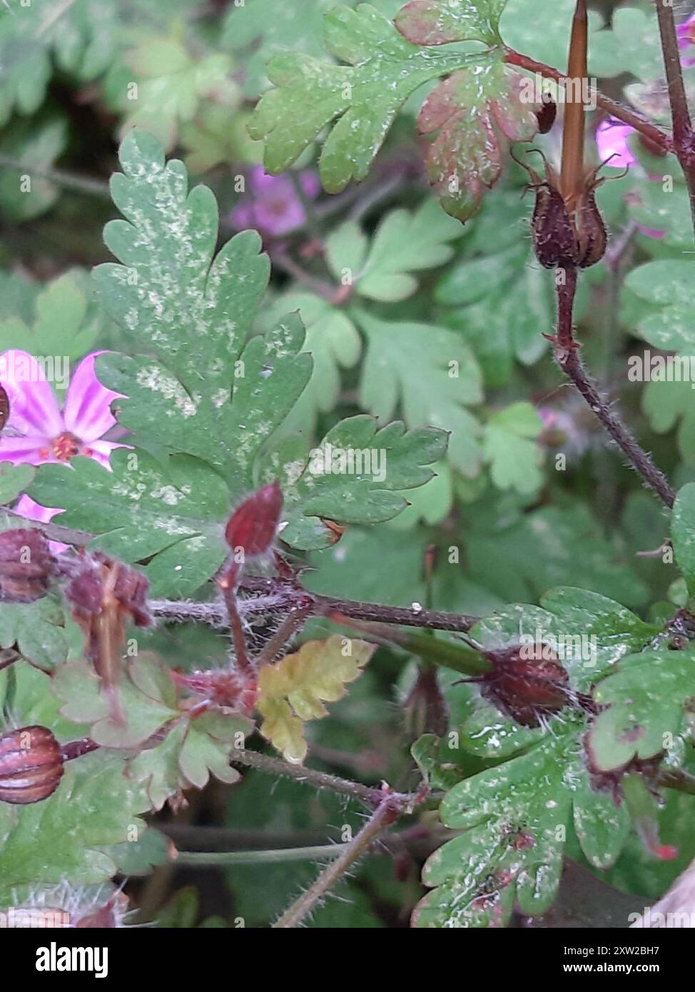 Herb Robert (Geranium robertianum) Plantae Stock Photo - Alamy