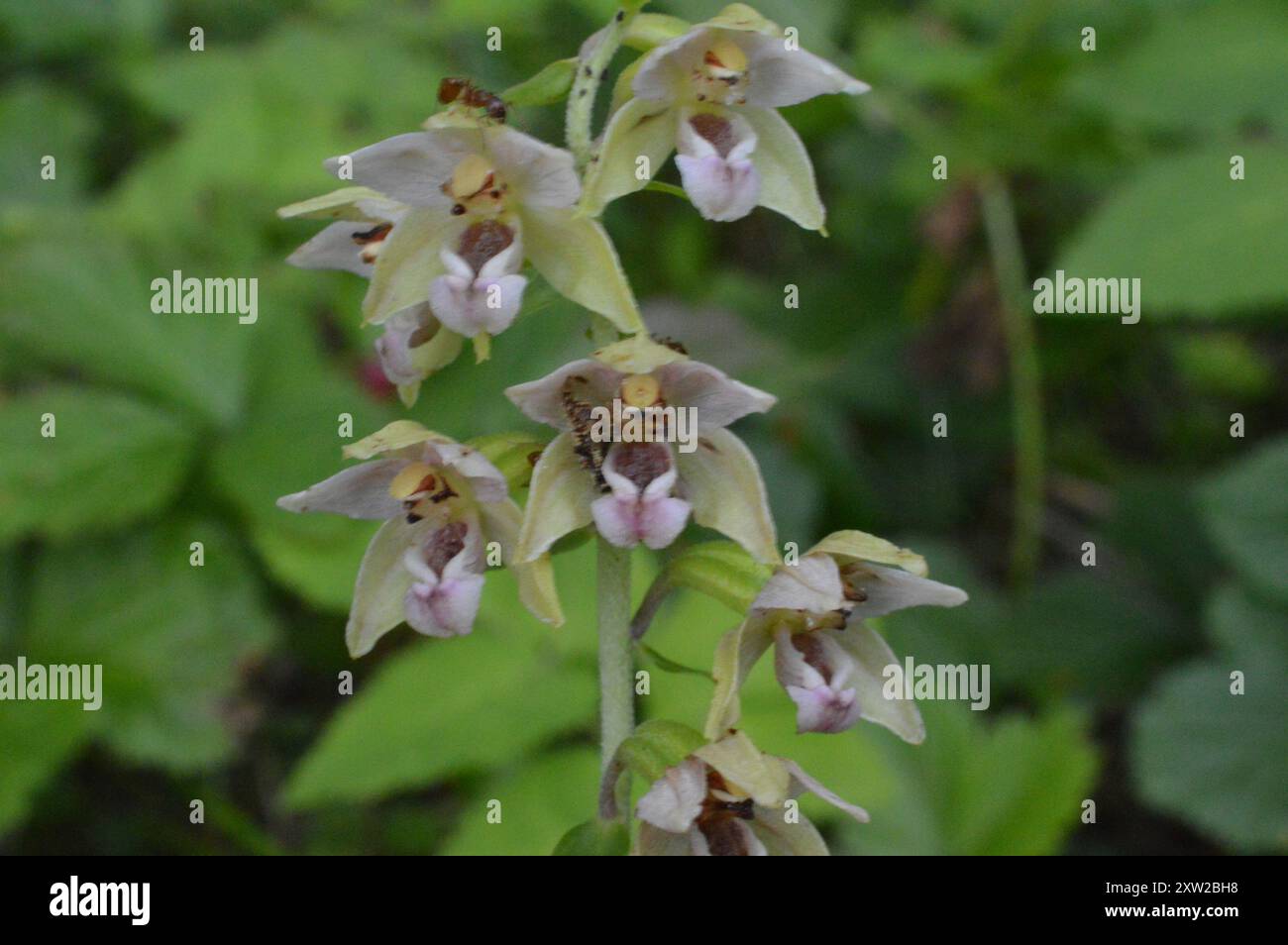Broad-leaved helleborine (Epipactis helleborine) Plantae Stock Photo ...